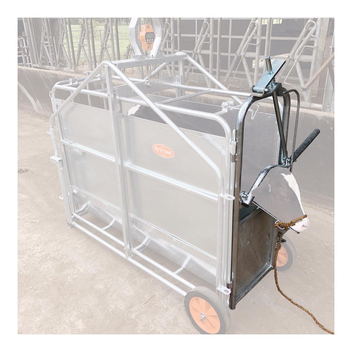 Ritchie 345GE Calf Weighing Crate Optional Tru-test displays | Oakleyweigh